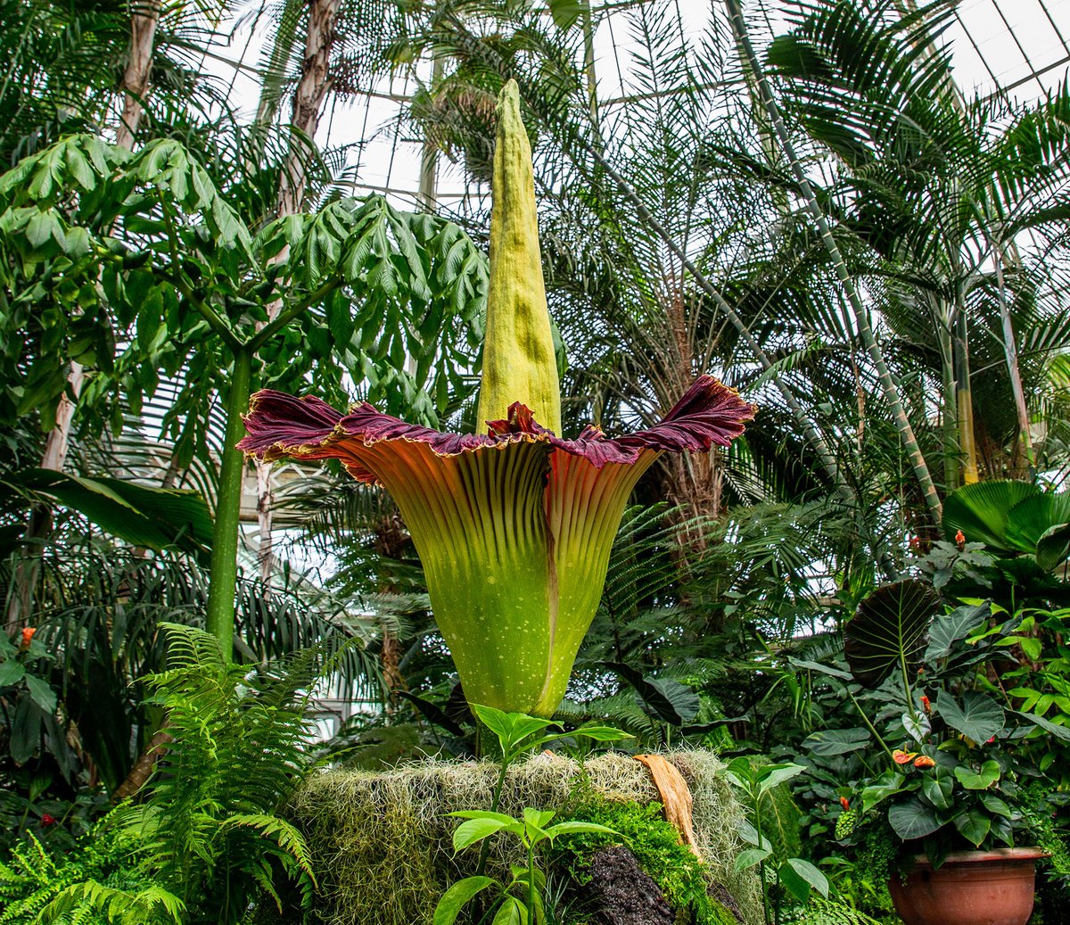 The Corpse Flower: One of Nature’s Monsters - Open Graves, Open Minds